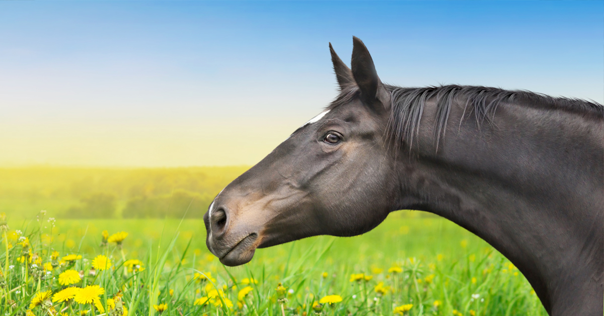 Dermite estivale du cheval : symptômes, prévention et soins naturels ...