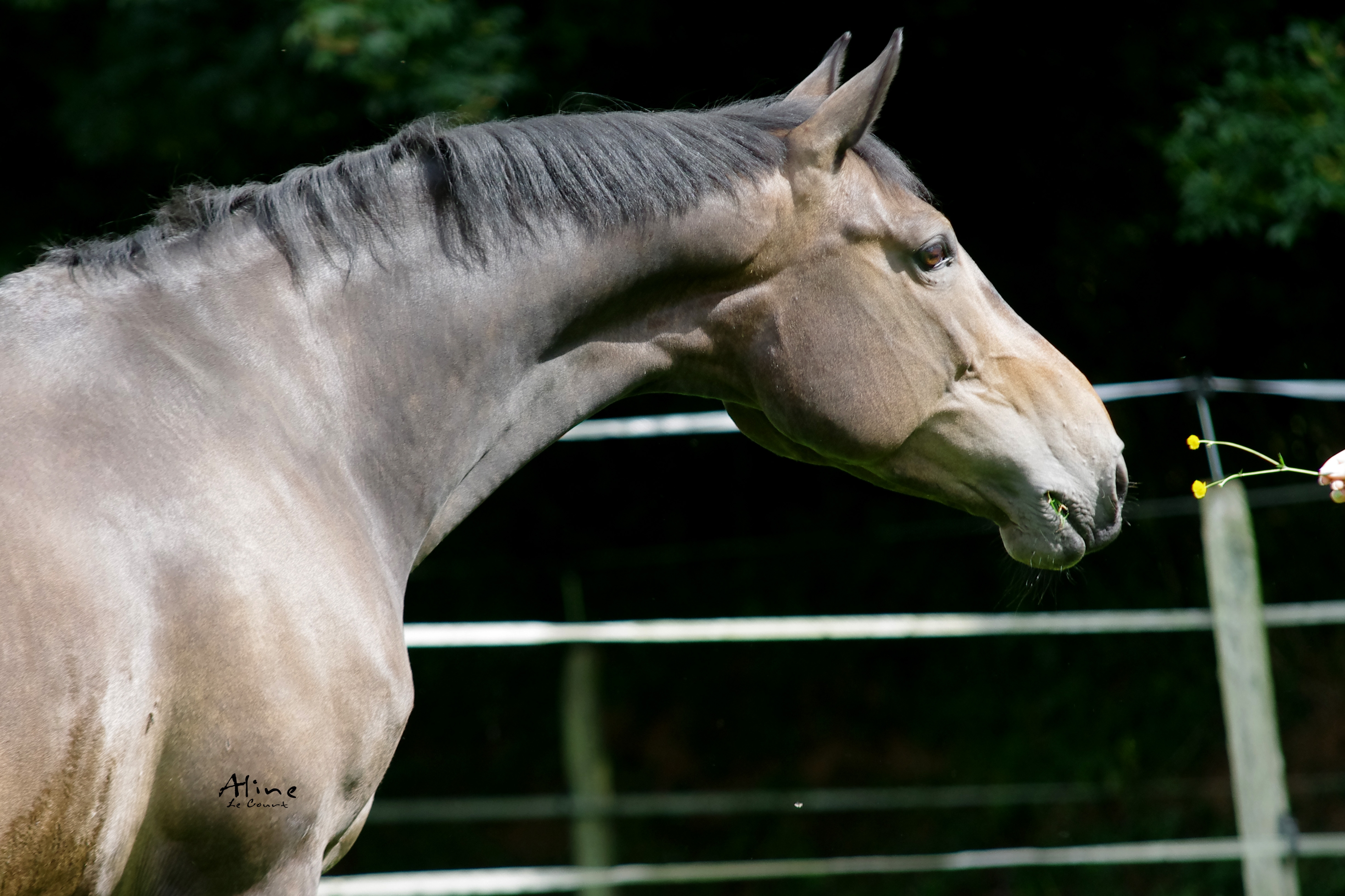 prébiotique et probiotique chez le cheval.